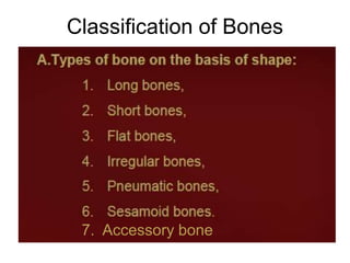 class_2_bone_type_model_college.ppt