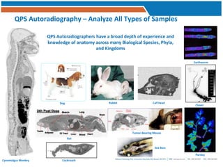 Qps Preclinical And Clinical Radiolabel Adme Studies | PPTX