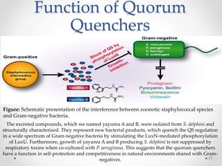 Quorum Quenching | PPTX