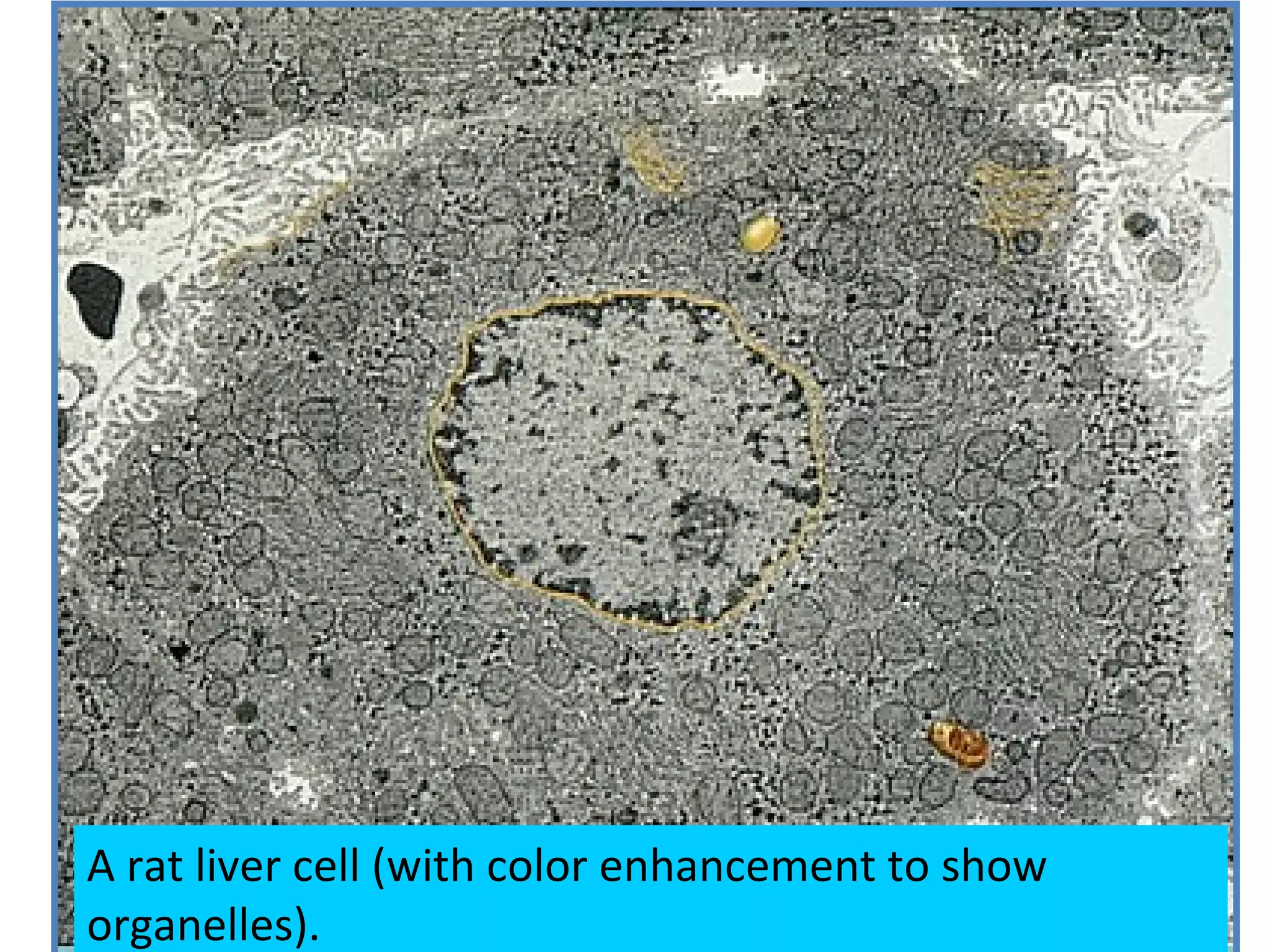 Cell introduction | PPT