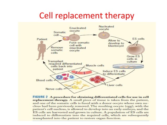 Cell introduction | PPT