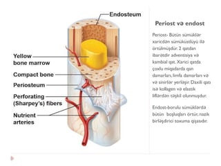 cartilage and bone histology presentation.pptx