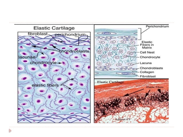 cartilage and bone histology presentation.pptx