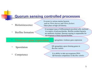 QSppt.ppt is PPT OF QUORUM SENSING MICRO | PPT