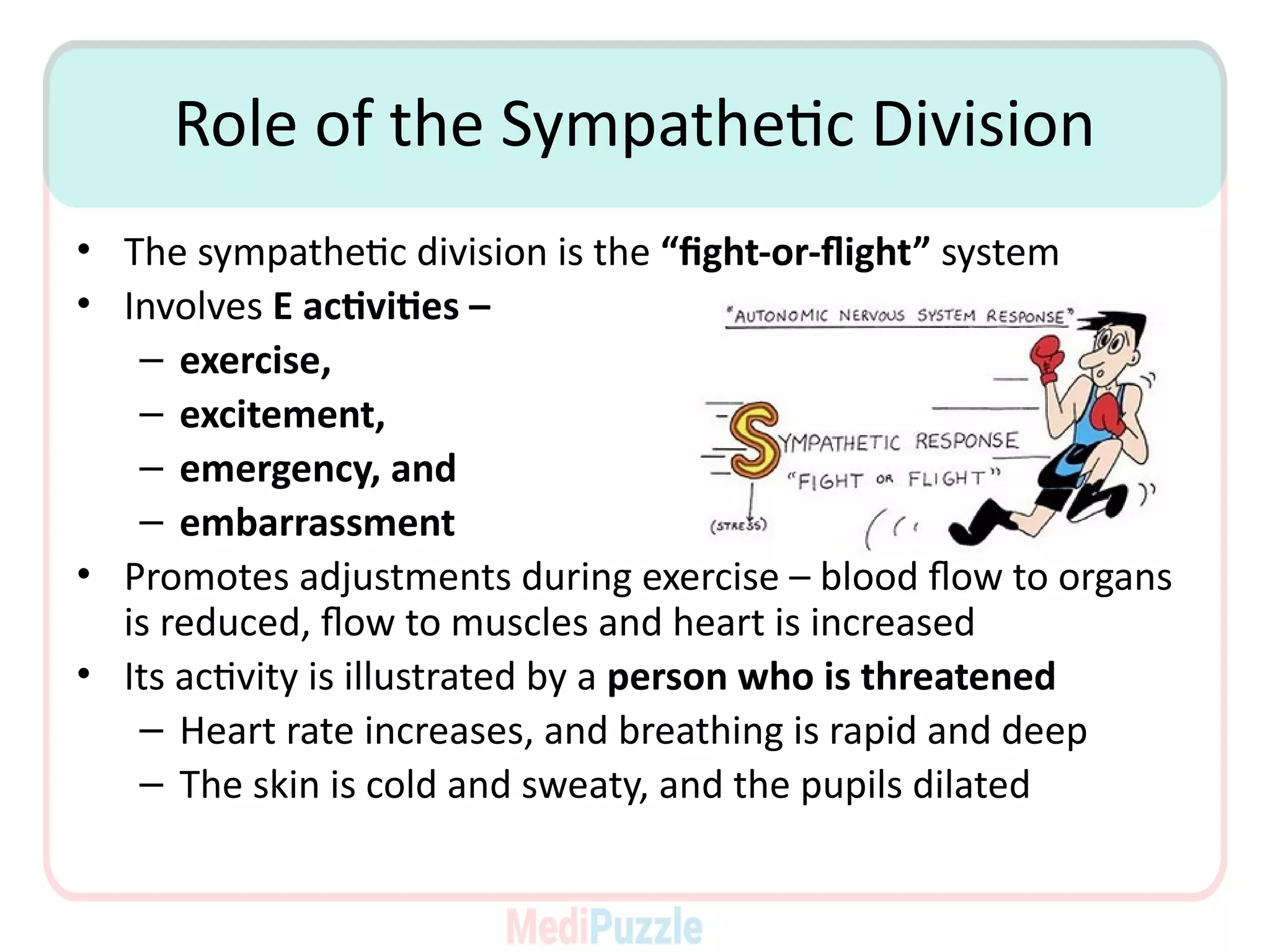 ANS-_Adrenergic_drugs-_Catecholamines.pdf
