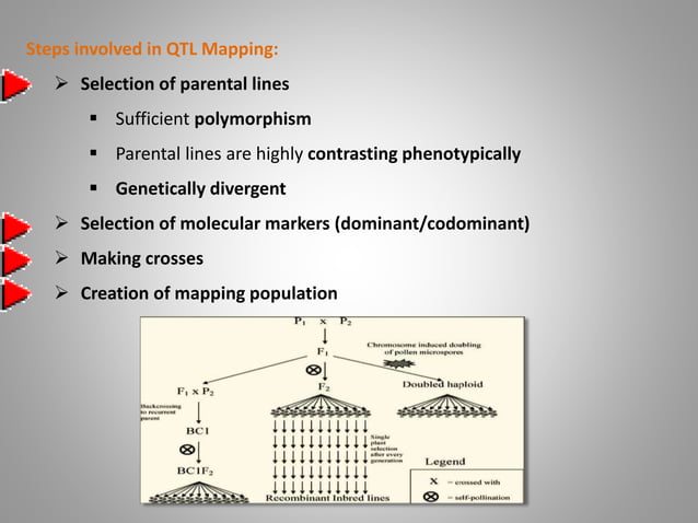 QTL MAPPING & ANALYSIS | PPTX | Genetics | Science