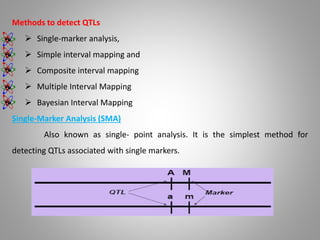QTL MAPPING & ANALYSIS | PPTX