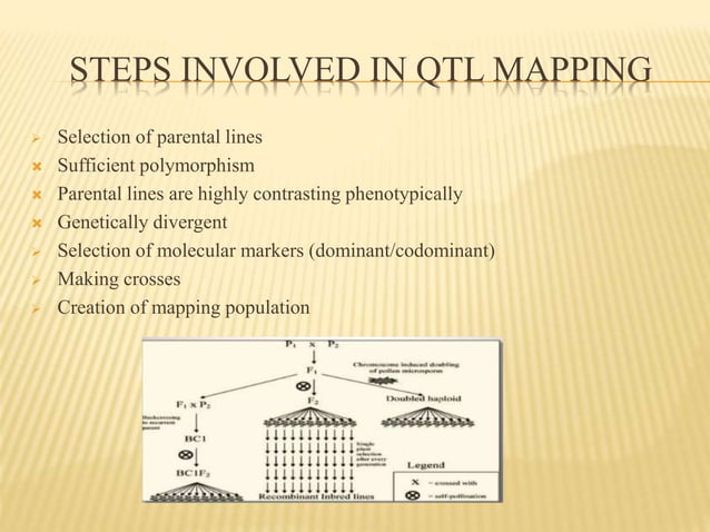 QTL MAPPING.pptx | Genetics | Science