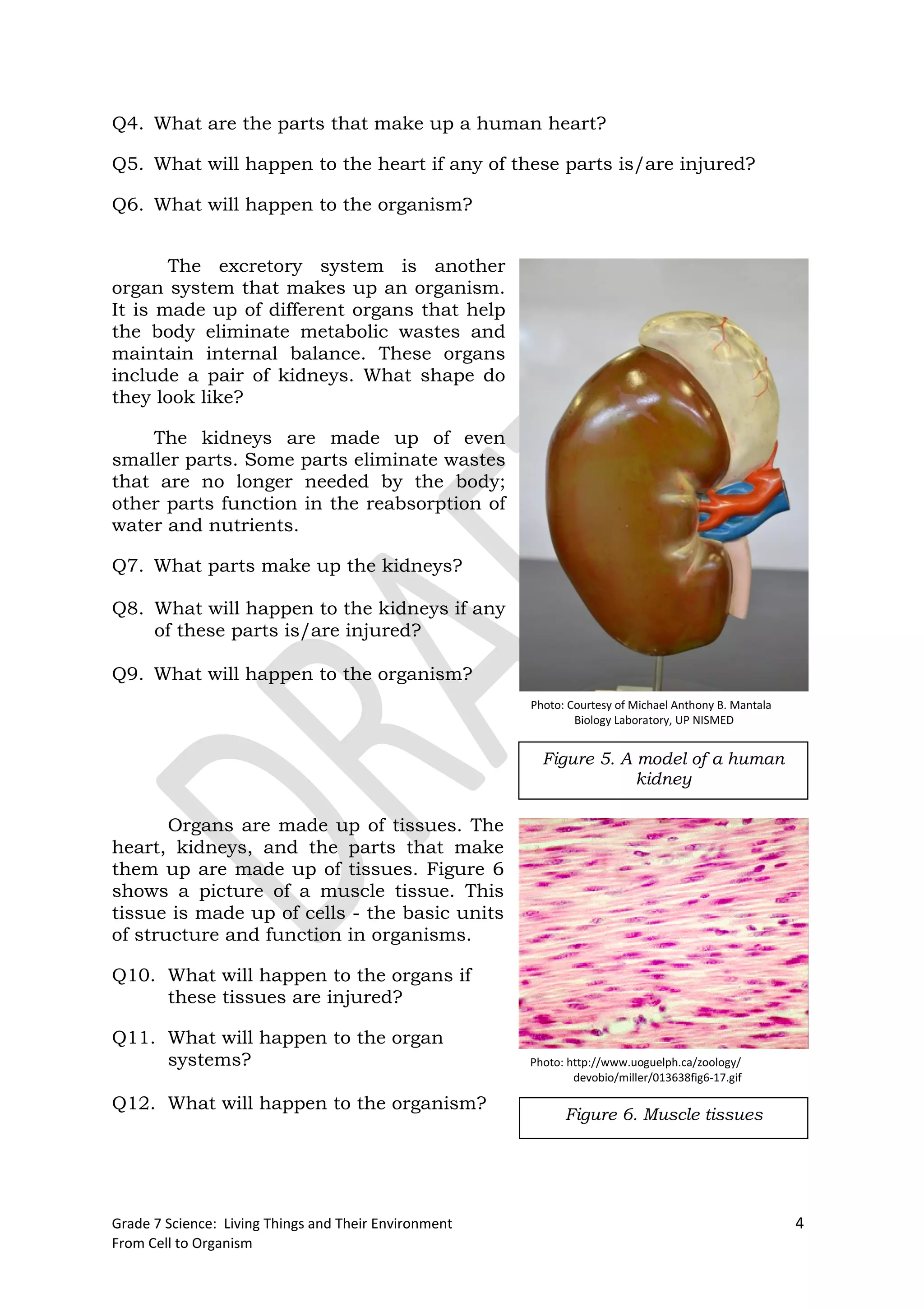 Qtr2module1fromcelltoorganism | PDF