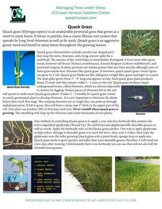 Quackgrass by LCS Lawn Service | PDF