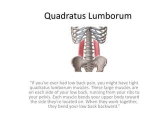 Quadratus lumborum | PPTX