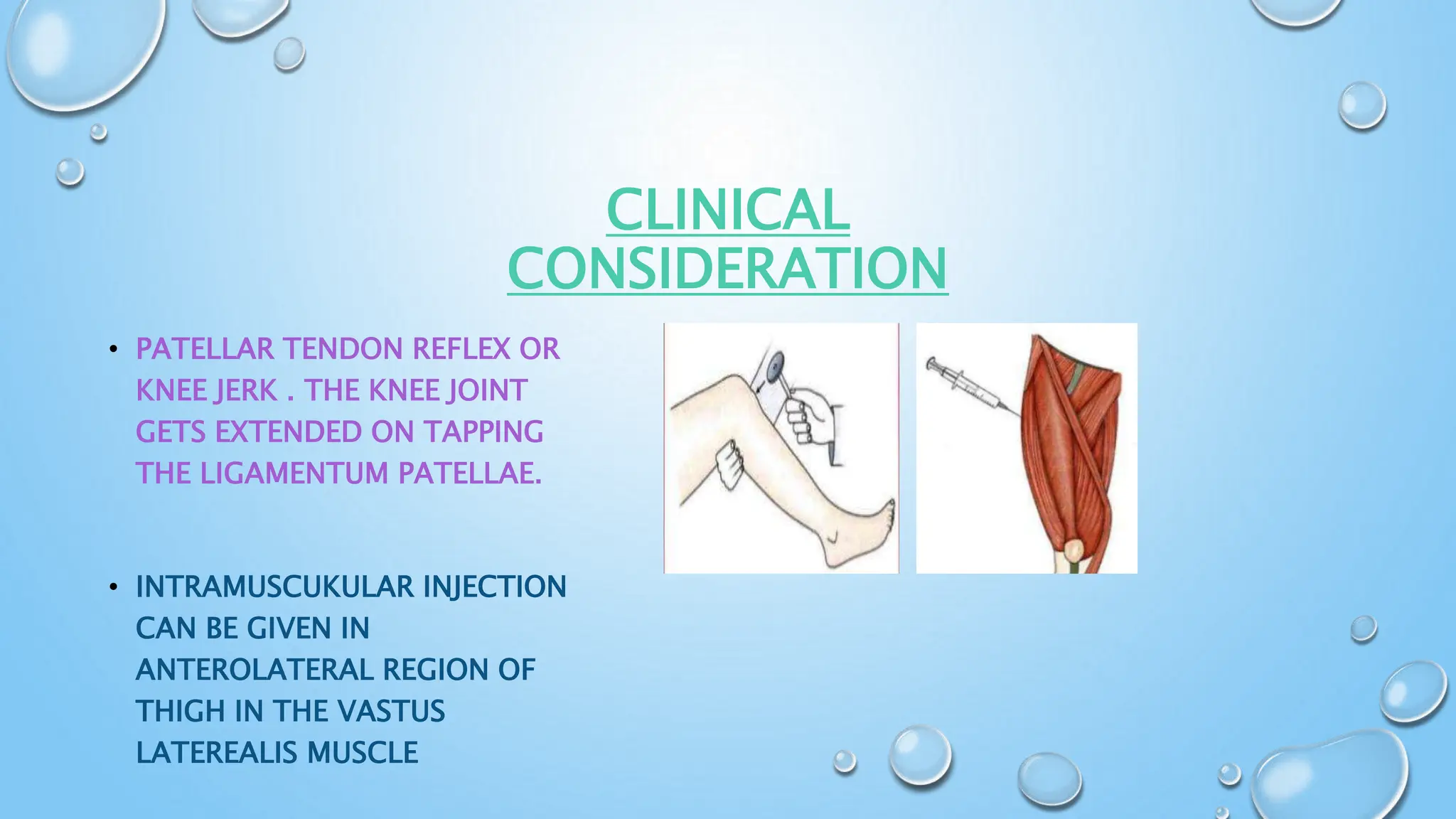 Quadriceps Muscles-.origin, insertion, action and nerve supply of tha ...