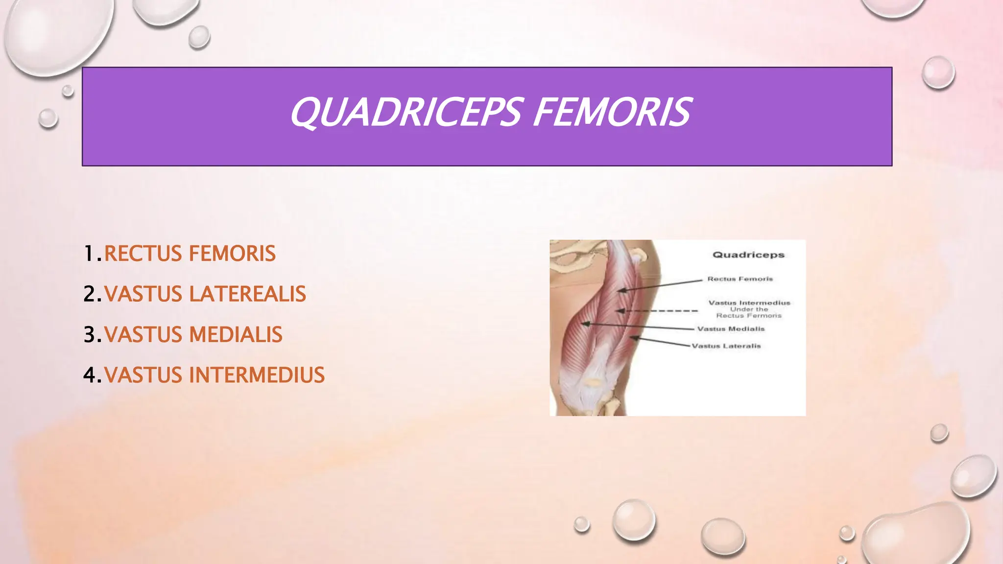 Quadriceps Muscles-.origin, insertion, action and nerve supply of tha ...