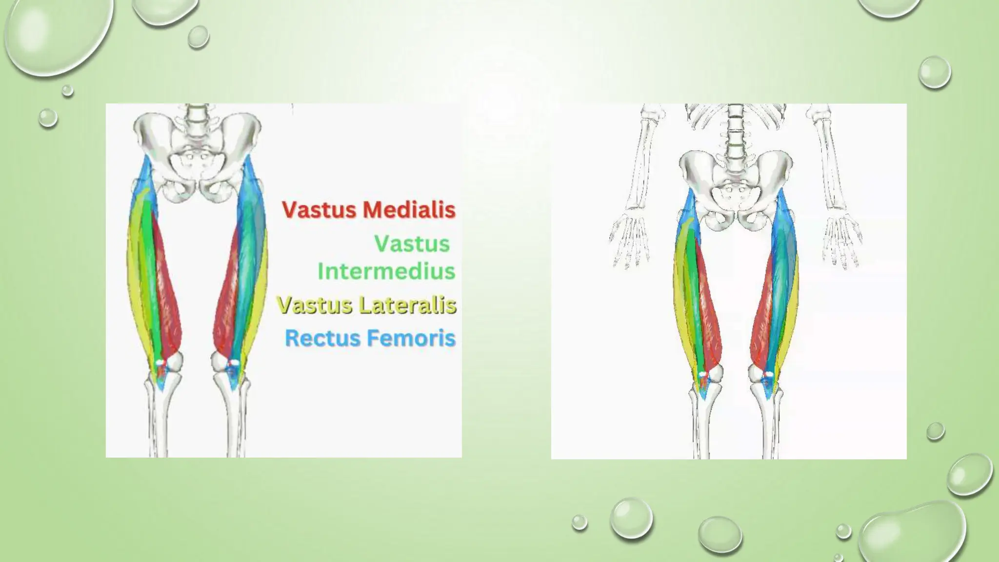 Quadriceps Muscles-.origin, insertion, action and nerve supply of tha ...