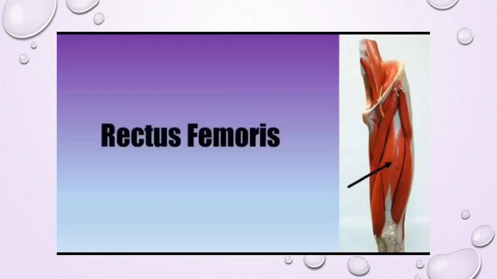 Quadriceps Muscles-.origin, insertion, action and nerve supply of tha ...
