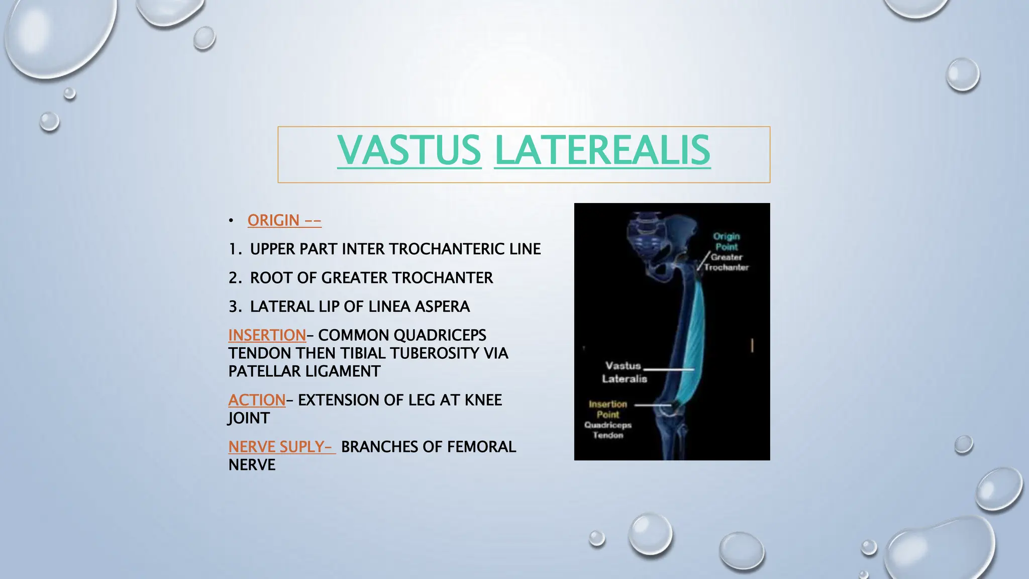 Quadriceps Muscles-.origin, insertion, action and nerve supply of tha ...