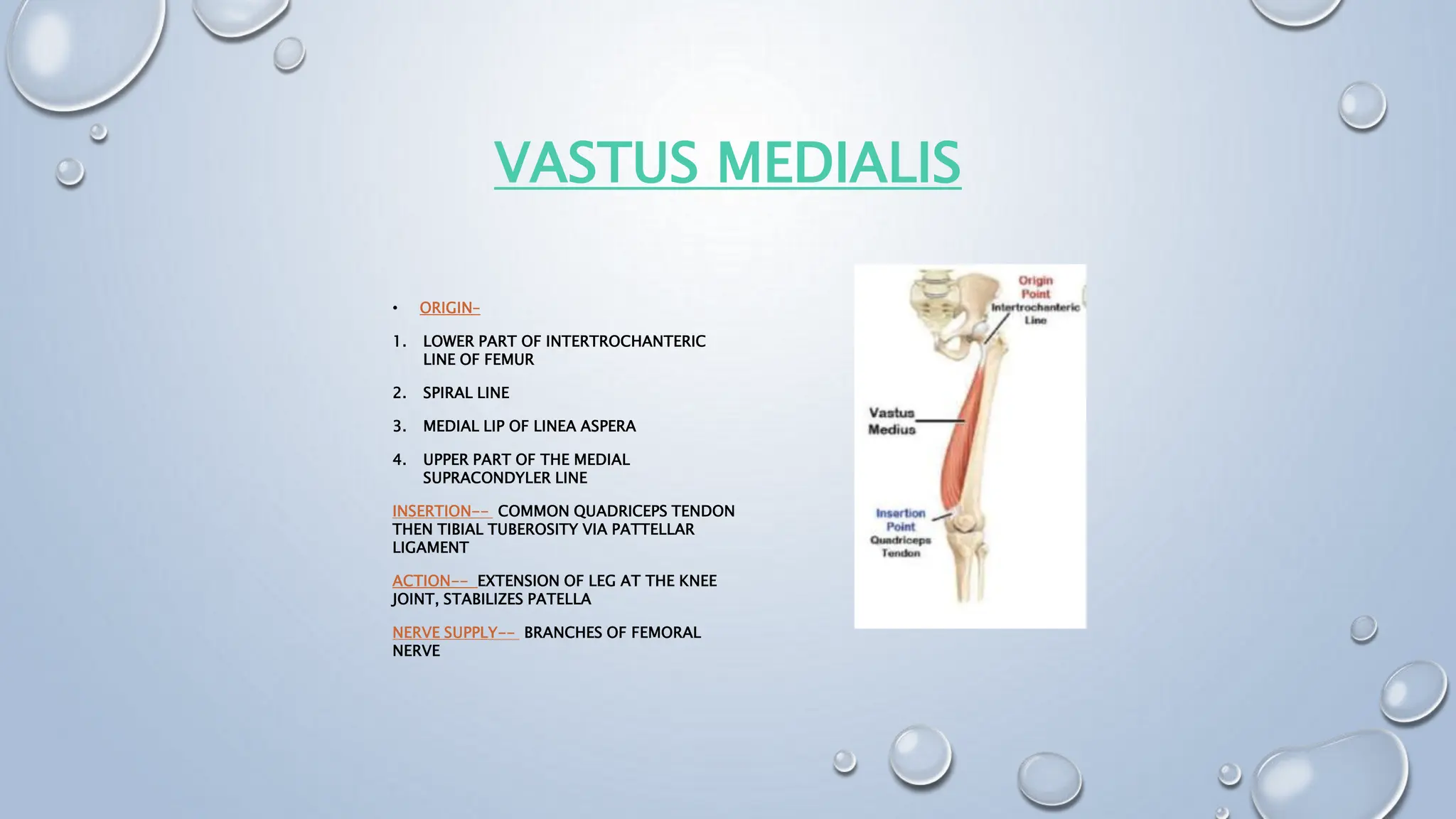 Quadriceps Muscles-.origin, insertion, action and nerve supply of tha ...