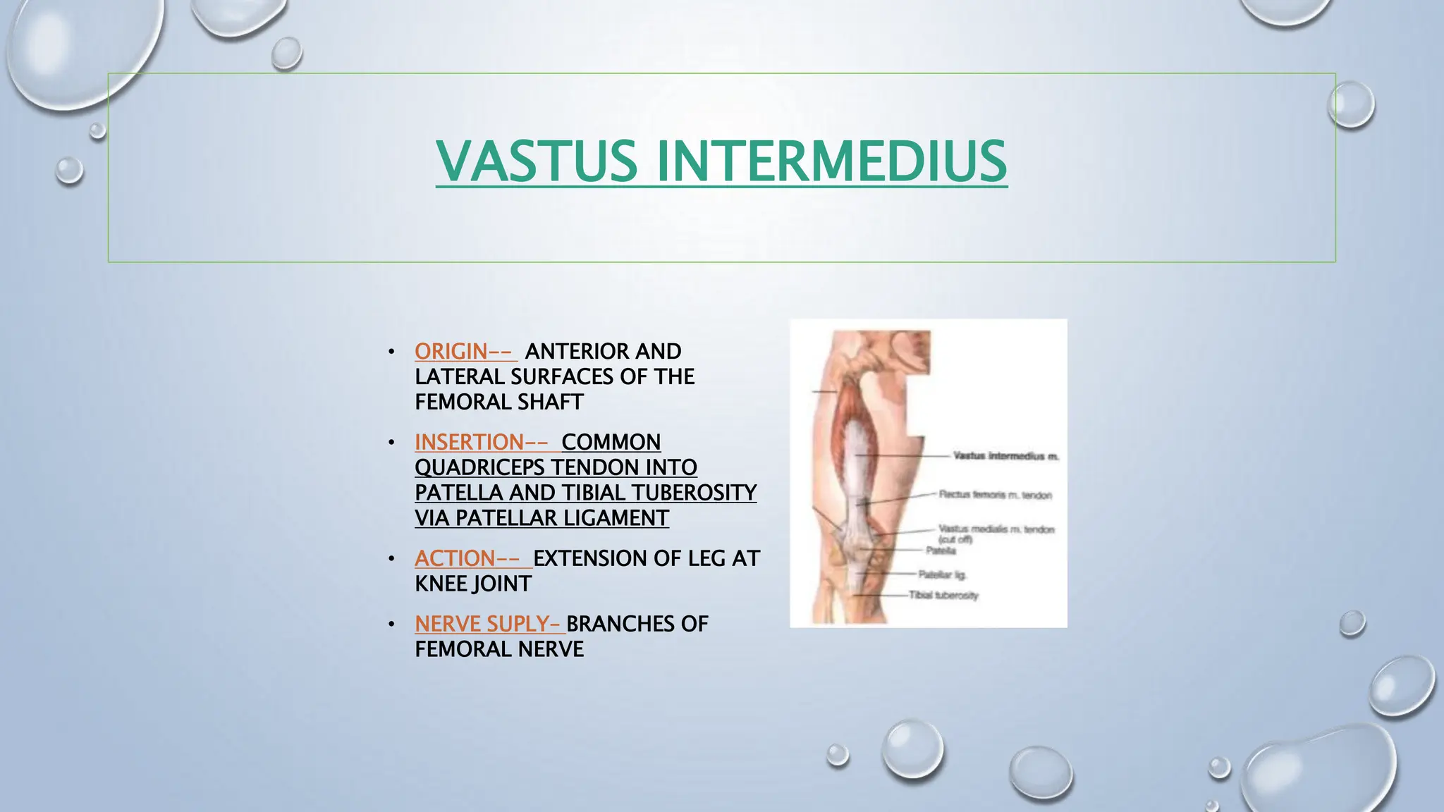 Quadriceps Muscles-.origin, insertion, action and nerve supply of tha ...