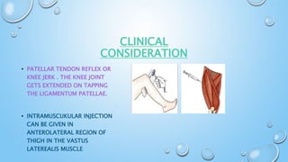 Quadriceps Muscles-.origin, insertion, action and nerve supply of tha ...