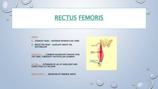 Quadriceps Muscles-.origin, insertion, action and nerve supply of tha ...