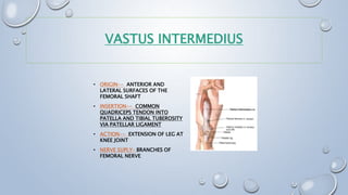 Quadriceps Muscles-.origin, insertion, action and nerve supply of tha ...