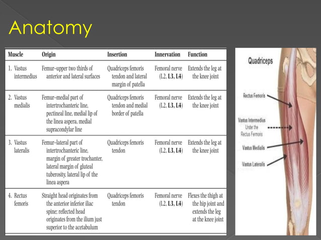 Quadriceps Strain And Physiotherapy Management.pptx | Death, Injury, or ...
