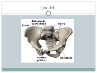 Anatomia de quadril, musculos e articulações. | PPTX