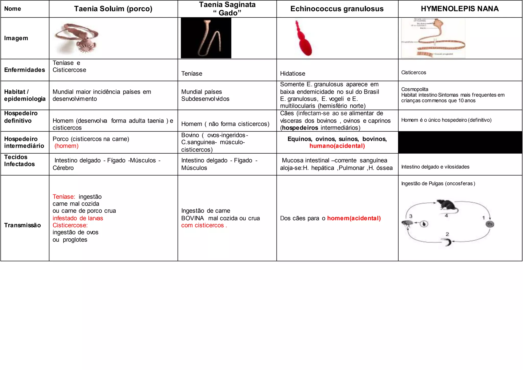 Quadro Comparativo Cestóides.docx