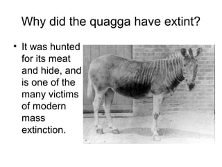 Quagga | PPT