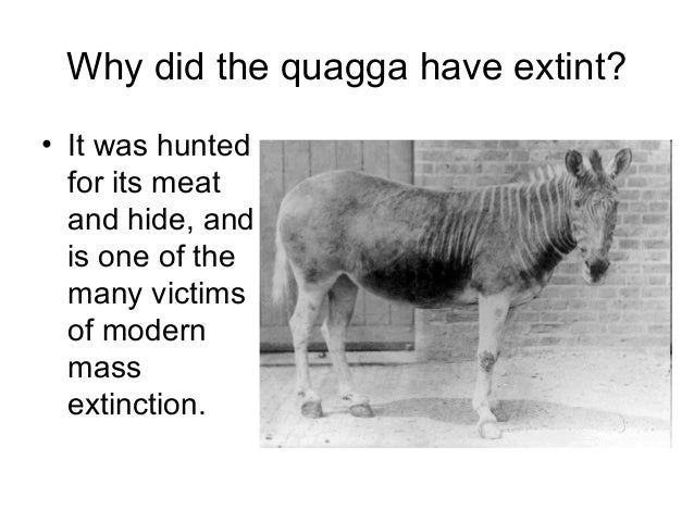 Quagga Project Facts Habitat Pictures And Diet