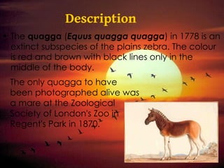 Quagga | PPT