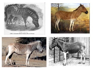 Quagga | PPT