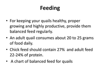 quail.pptx