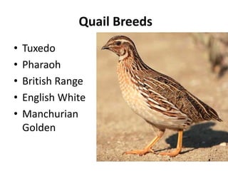 quail.pptx