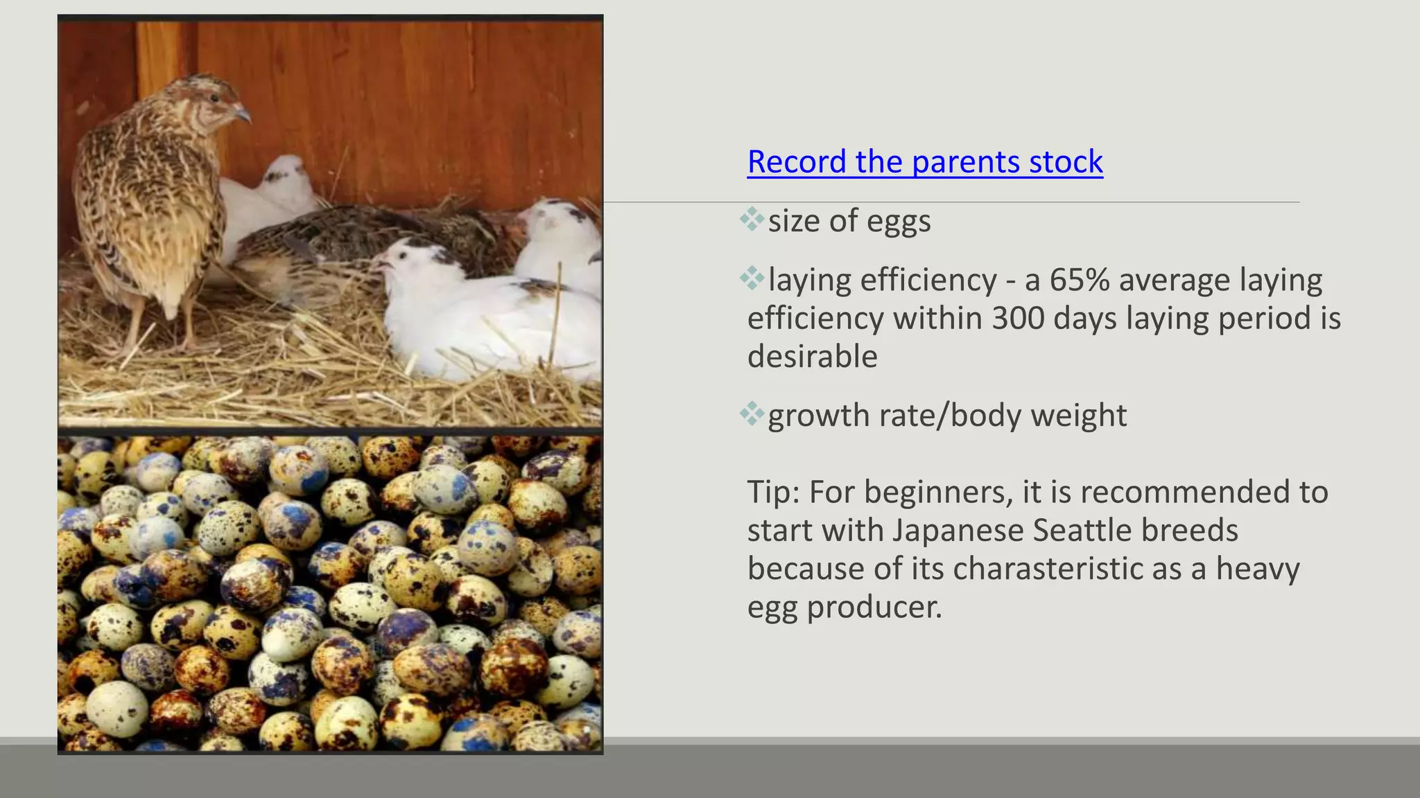 Quail-Production-and-Management-extension.pptx