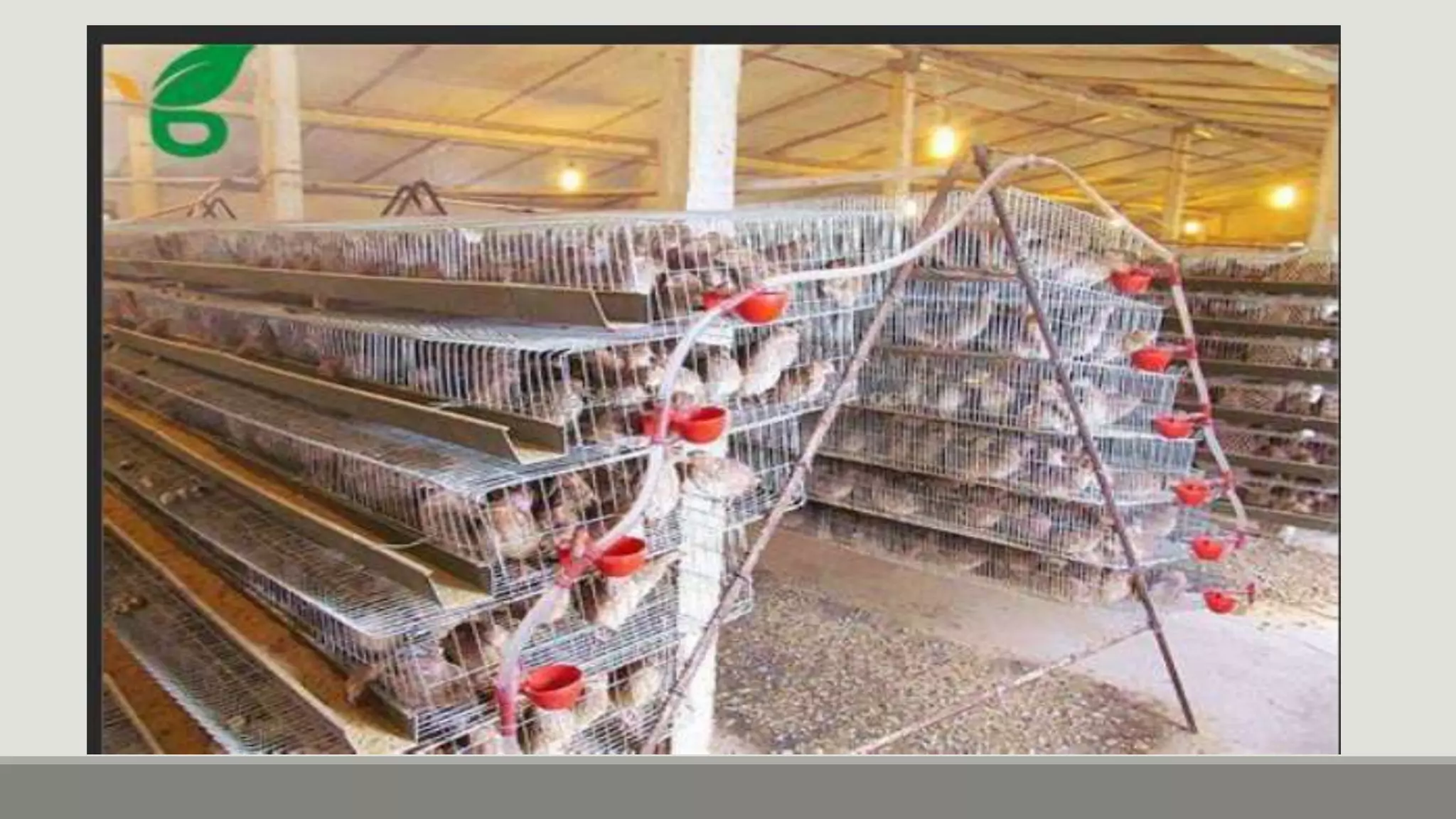 Quail-Production-and-Management-extension.pptx