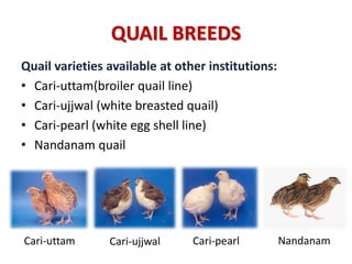 Quail farming by Dr Keerthana | PPTX