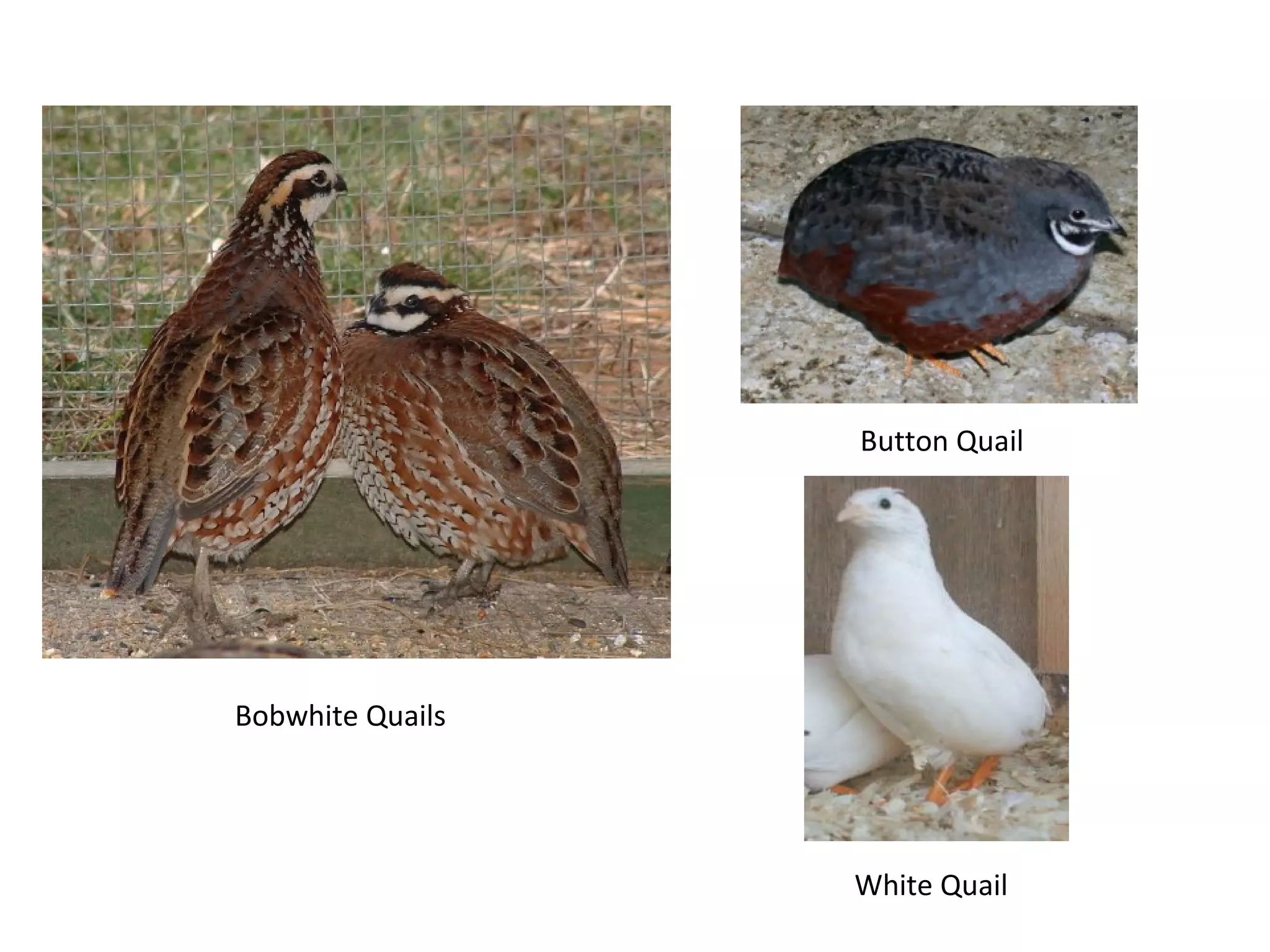 Quails Pheasants | PPT | Birds | Pets