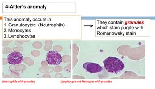 Qualitative defects of granular white cells.ppt | Blood Disorders ...
