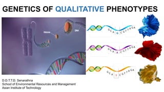 Genetics of Qualitative Phenotypes ..... | PPTX