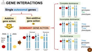 Genetics of Qualitative Phenotypes ..... | PPTX