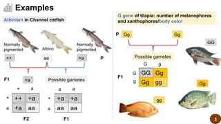Genetics of Qualitative Phenotypes ..... | PPTX