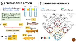 Genetics of Qualitative Phenotypes ..... | PPTX