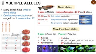 Genetics of Qualitative Phenotypes ..... | PPTX