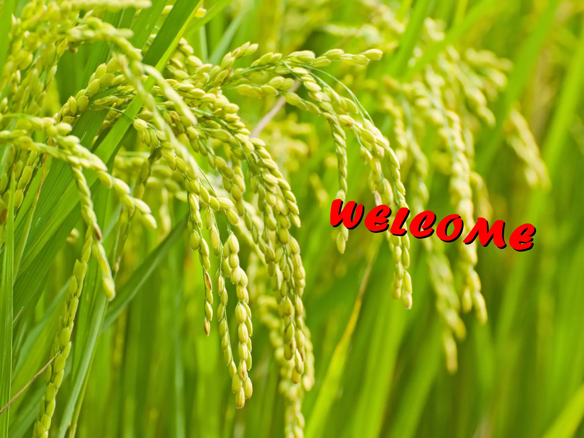Quality analysis in rice | PPT