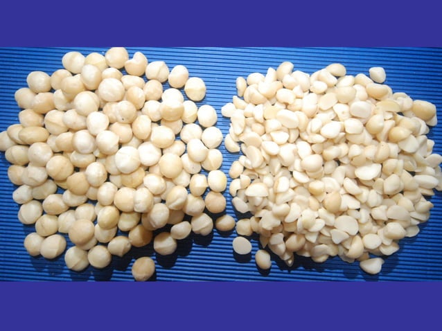 Quality and handling shelf life of macadamia styles and quality - mark ...