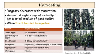 Quality and processing of spices presentation | PDF