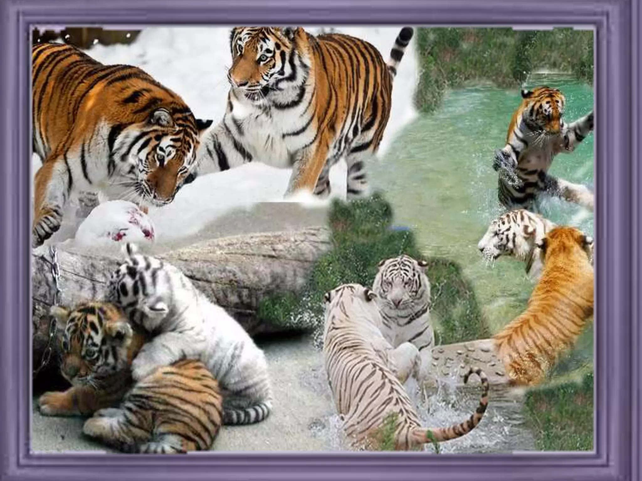 Save The Tigers | PPTX