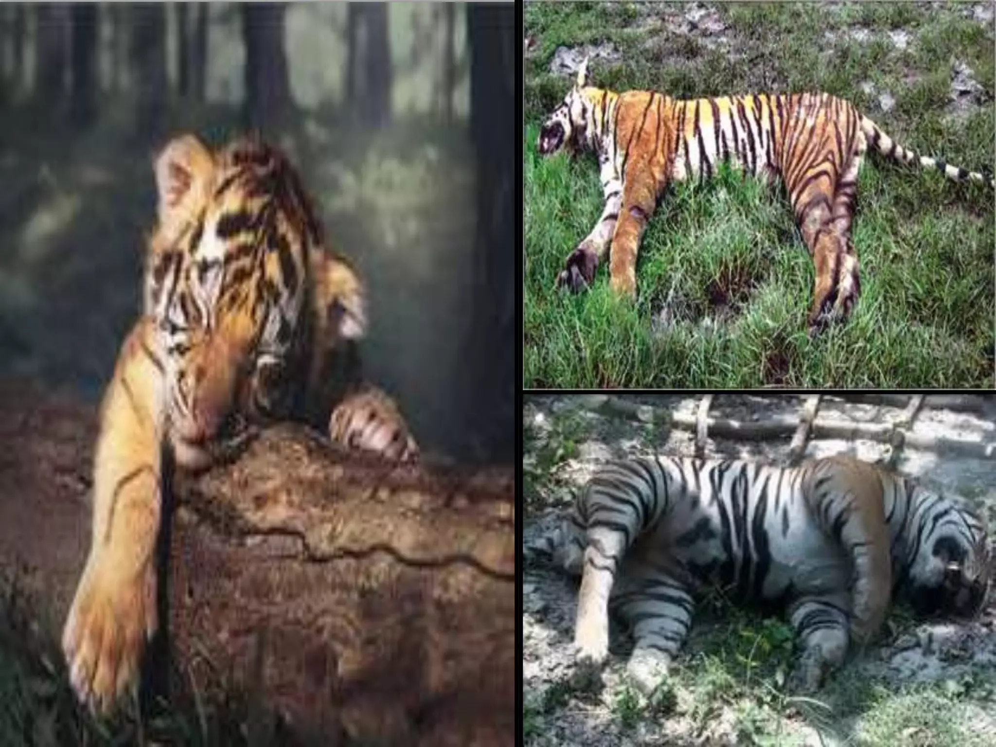 Save The Tigers | PPTX