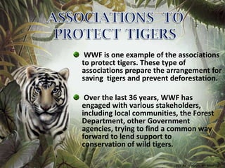 Save The Tigers | PPTX